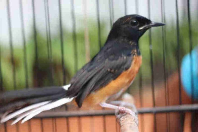 Murai Batu: 5 Fakta Menarik yang Wajib Diketahui Tentang Burung Kucica ...