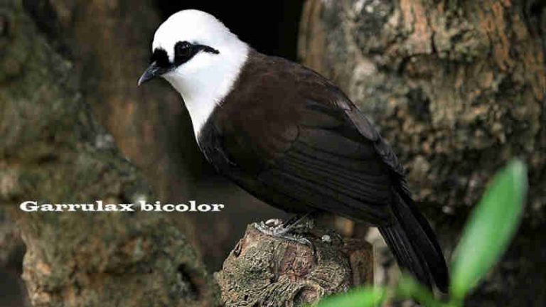 Mengenal Poksay Sumatera: Burung Indah yang Kini Jadi Primadona