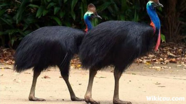 20 Jenis Burung Langka Di Indonesia + Gambar Dan Penjelasan