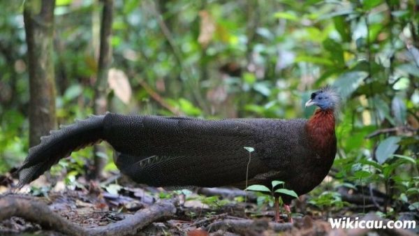 20 Jenis Burung Langka Di Indonesia + Gambar Dan Penjelasan