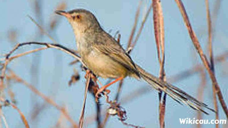 11 Jenis Burung Prenjak yang Bagus Untuk Di Pelihara + Gambar