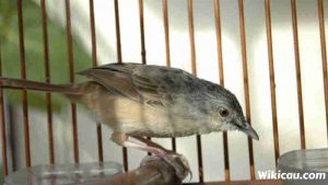 11 Jenis Burung Prenjak yang Bagus Untuk Di Pelihara + Gambar