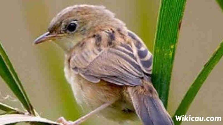 11 Jenis Burung Prenjak yang Bagus Untuk Di Pelihara + Gambar