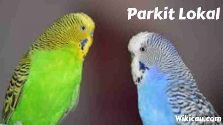 √ Download Suara Burung Parkit Gacor untuk Masteran