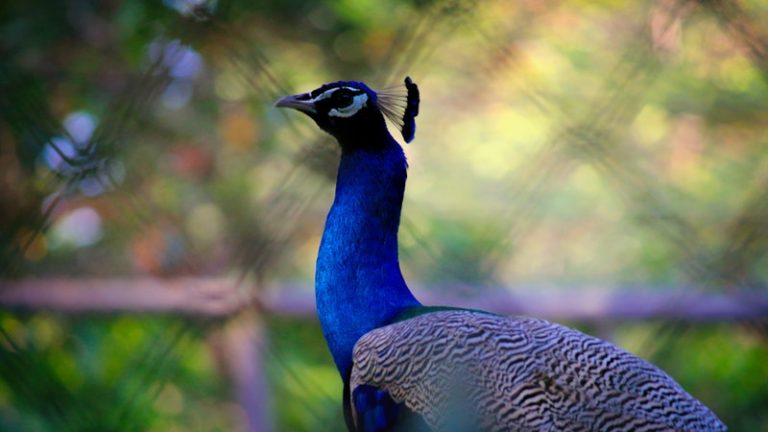 3 Jenis Burung Merak Paling Cantik Serta Ciri Fisiknya
