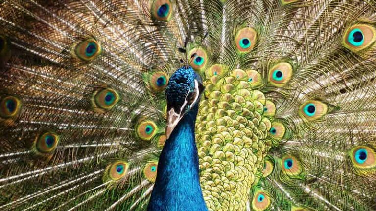 3 Jenis Burung Merak Paling Cantik Serta Ciri Fisiknya