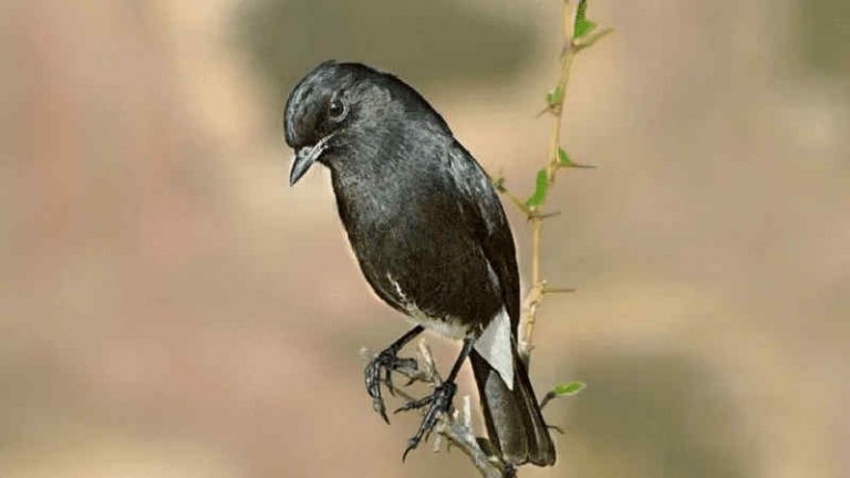 Burung Decu: Karakteristik, Persebaran dan Perawatannya (Lengkap)