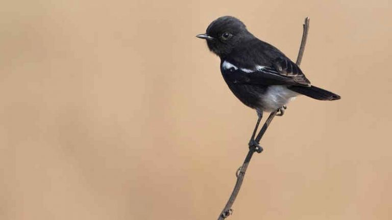 Burung Decu: Karakteristik, Persebaran dan Perawatannya (Lengkap)