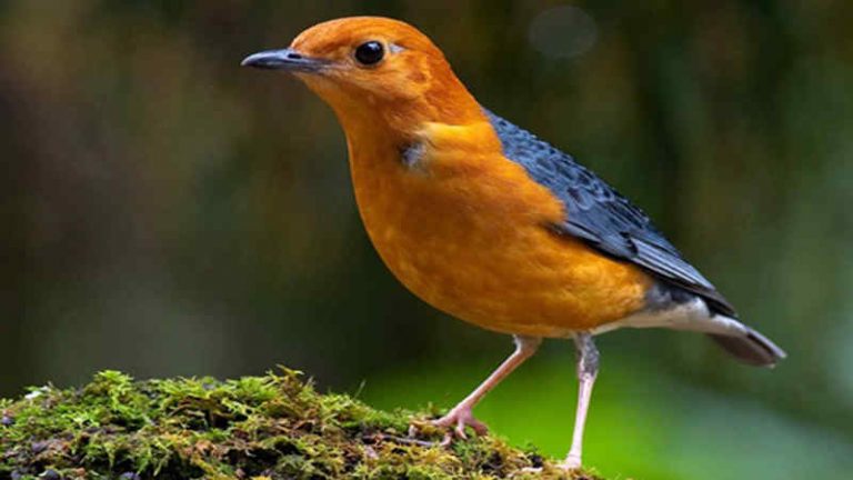 √ Download Suara Anis Merah Gacor Ngeplong Mp3