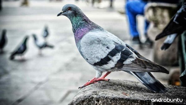 15 Ciri Merpati Tinggian Berkualitas Juara (Terbukti)