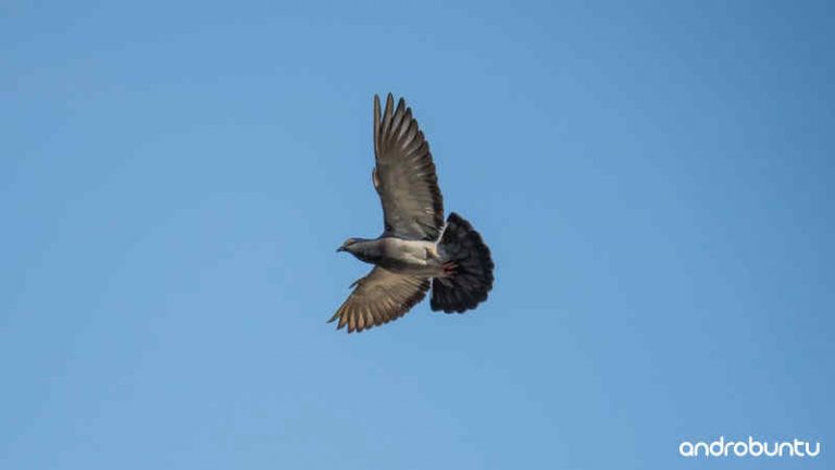 15 Ciri Merpati Tinggian Berkualitas Juara (Terbukti)