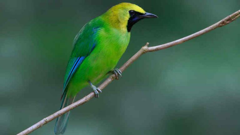 √ Download Suara Burung Cucak Rante untuk Masteran dan Pikat