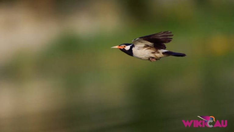 Daftar Harga Burung Jalak Suren Terbaru Bulan Ini