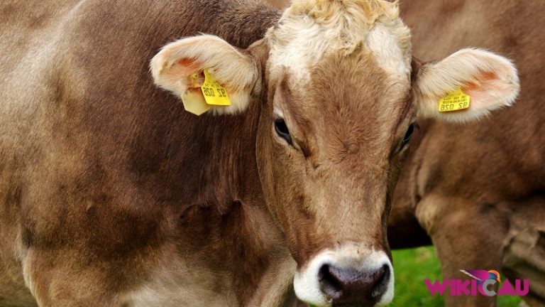 50+ Gambar Sapi Perah, Hitam Putih dan Kurban (Download Gratis)