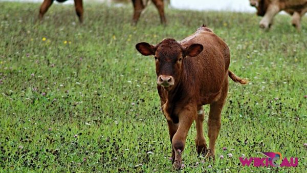 50+ Gambar Sapi Perah, Hitam Putih dan Kurban (Download Gratis)