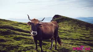 50+ Gambar Sapi Perah, Hitam Putih dan Kurban (Download Gratis)