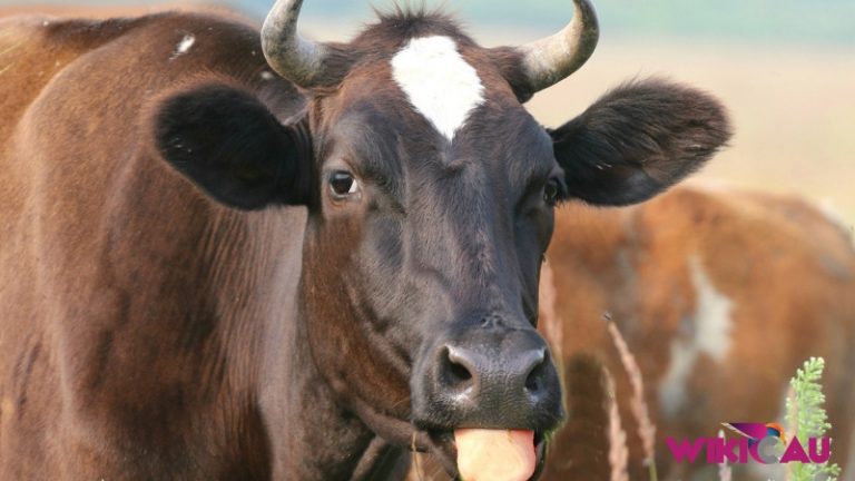 50+ Gambar Sapi Perah, Hitam Putih dan Kurban (Download Gratis)