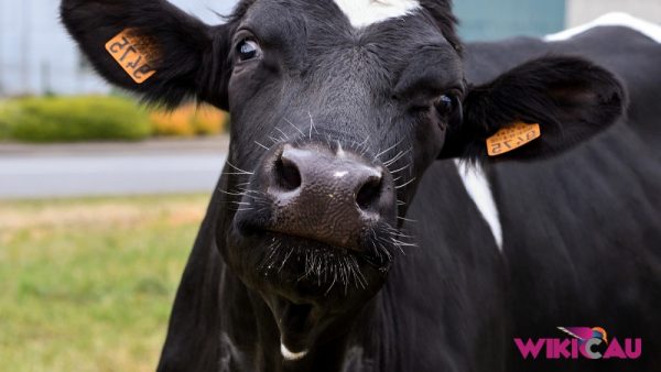 50+ Gambar Sapi Perah, Hitam Putih dan Kurban (Download Gratis)