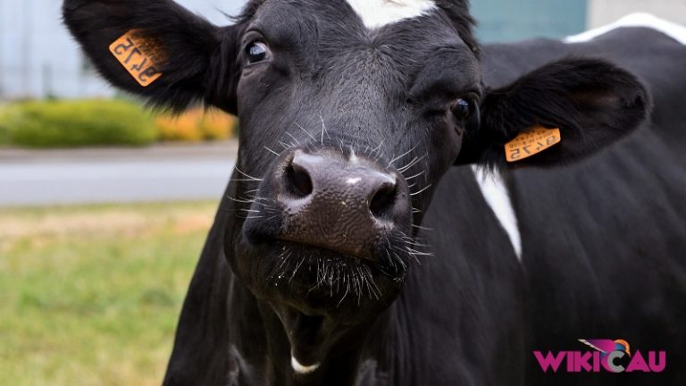 50+ Gambar Sapi Perah, Hitam Putih dan Kurban (Download Gratis)