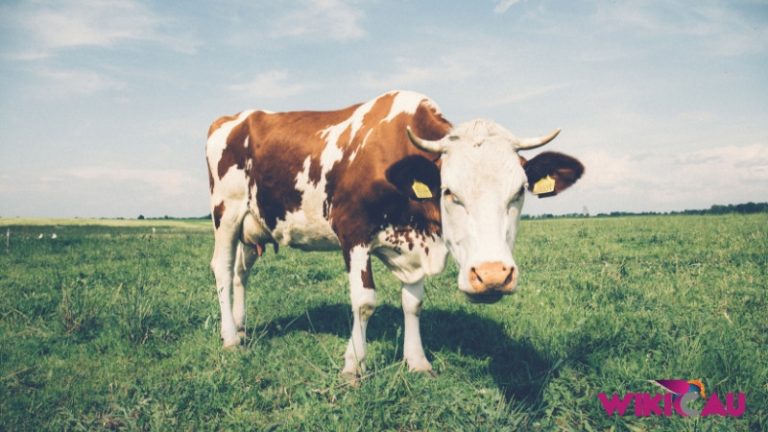 50+ Gambar Sapi Perah, Hitam Putih dan Kurban (Download Gratis)