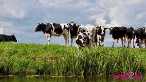 50+ Gambar Sapi Perah, Hitam Putih dan Kurban (Download Gratis)