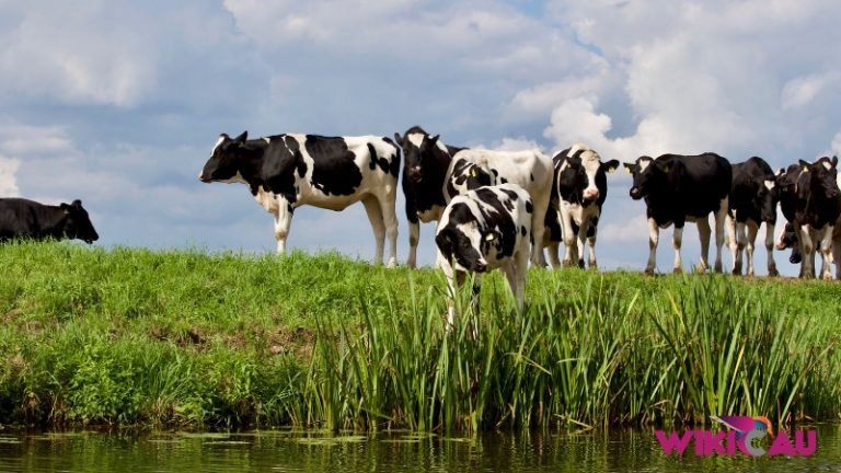 50+ Gambar Sapi Perah, Hitam Putih dan Kurban (Download Gratis)