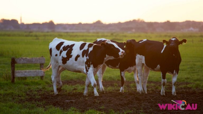 50+ Gambar Sapi Perah, Hitam Putih dan Kurban (Download Gratis)