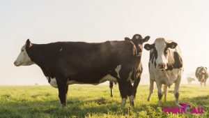 50+ Gambar Sapi Perah, Hitam Putih dan Kurban (Download Gratis)