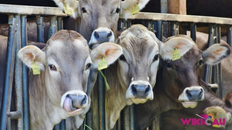 50+ Gambar Sapi Perah, Hitam Putih dan Kurban (Download Gratis)