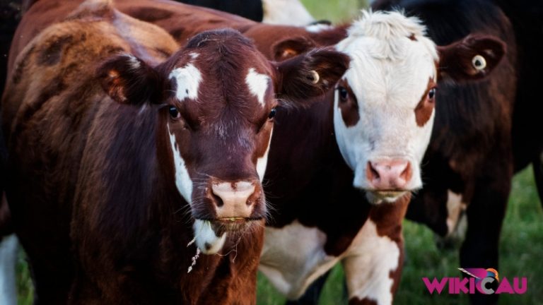 50+ Gambar Sapi Perah, Hitam Putih dan Kurban (Download Gratis)