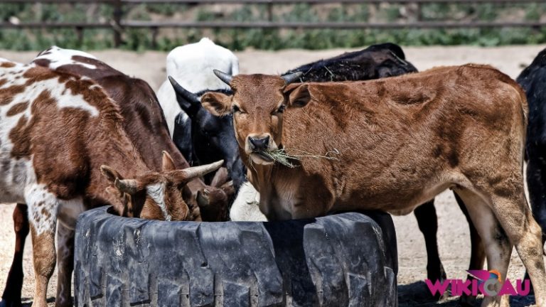 50+ Gambar Sapi Perah, Hitam Putih dan Kurban (Download Gratis)