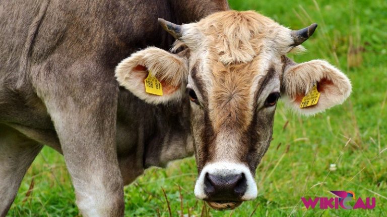 50+ Gambar Sapi Perah, Hitam Putih dan Kurban (Download Gratis)