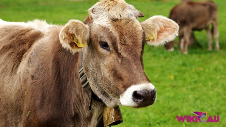 50+ Gambar Sapi Perah, Hitam Putih dan Kurban (Download Gratis)