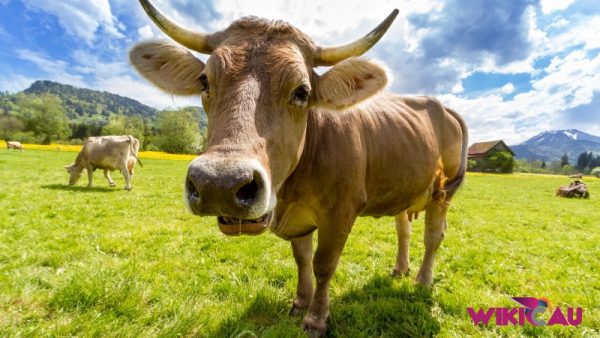 50+ Gambar Sapi Perah, Hitam Putih dan Kurban (Download Gratis)