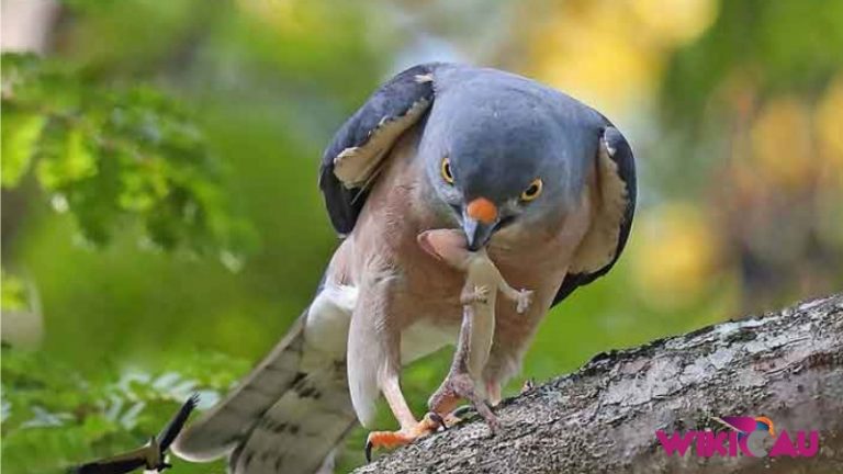 Elang Alap Cina: Ciri-ciri, Habitat Dan Perilakunya di Alam Liar