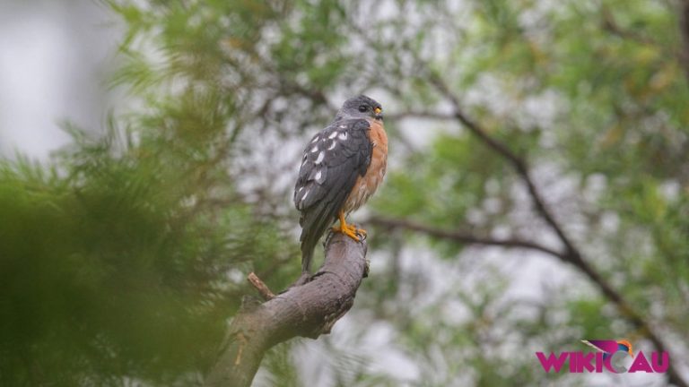 Elang Alap Cina: Ciri-ciri, Habitat Dan Perilakunya di Alam Liar