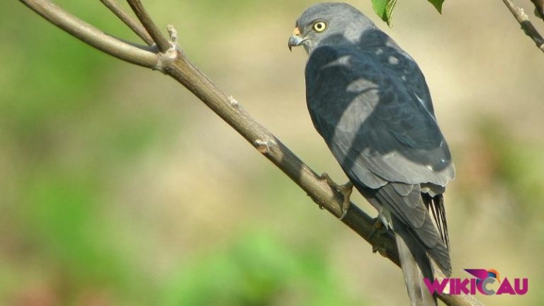 Elang Alap Cina: Ciri-ciri, Habitat Dan Perilakunya di Alam Liar