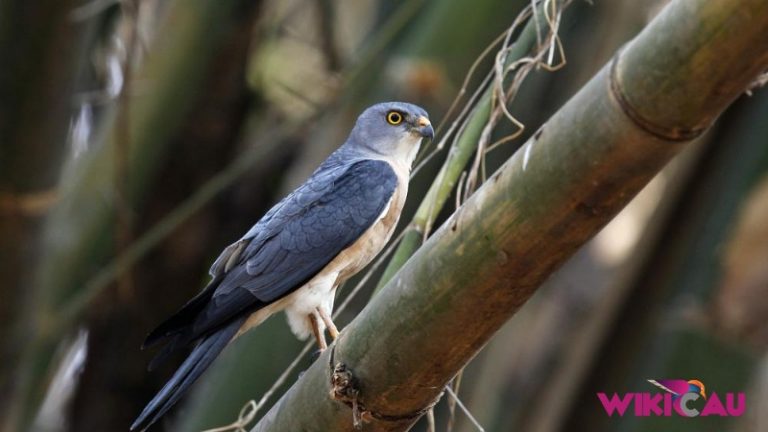 Elang Alap Cina: Ciri-ciri, Habitat Dan Perilakunya di Alam Liar