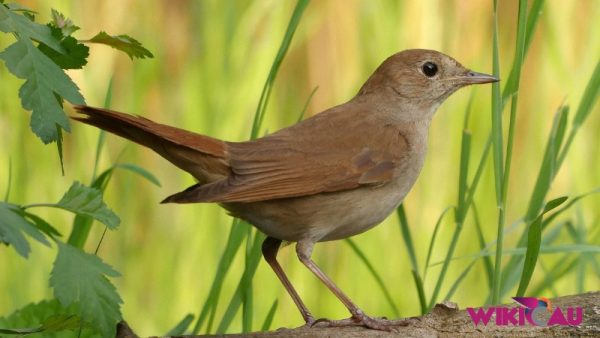 Sikatan Londo: Ciri-ciri, Habitat Dan Persebarannya Di Indonesia