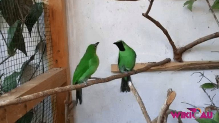 Cara Ternak Burung Cucak Ijo Sampai Berhasil Menetas 