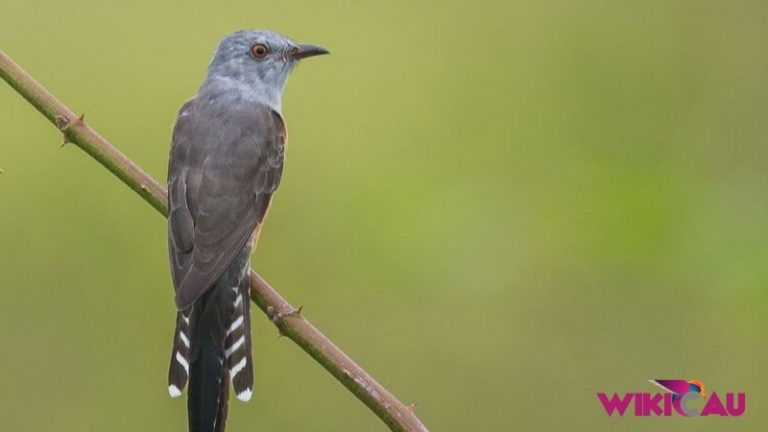 Burung Kedasih: Ciri-ciri, Habitat dan Cara Merawatnya