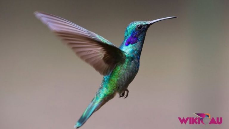 Harga Burung Kolibri Terbaru Bulan Ini