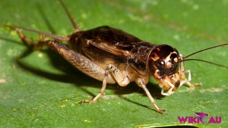 Makanan untuk Burung Kapas Tembak yang Tepat