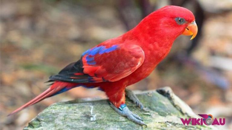 Burung Nuri Ambon: Ciri-ciri, Habitat, Makanan dan Cara Merawatnya