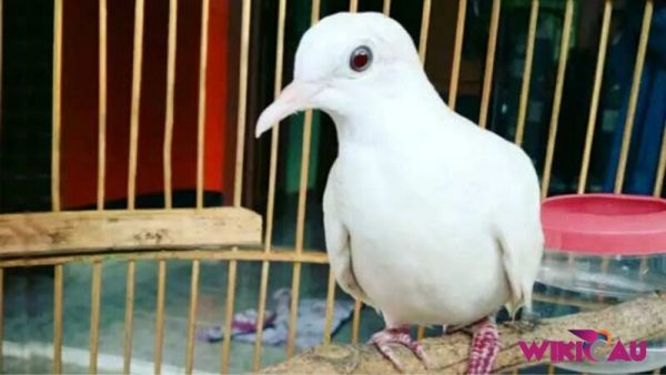 10 Jenis Perkutut Lokal Terbaik untuk Dipelihara di Rumah