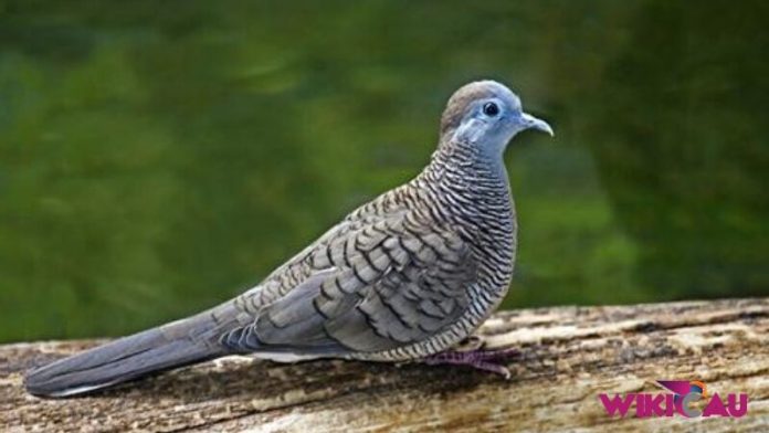 10 Jenis Perkutut Lokal Terbaik untuk Dipelihara di Rumah