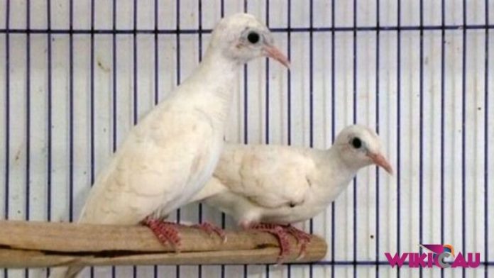 10 Jenis Perkutut Lokal Terbaik untuk Dipelihara di Rumah