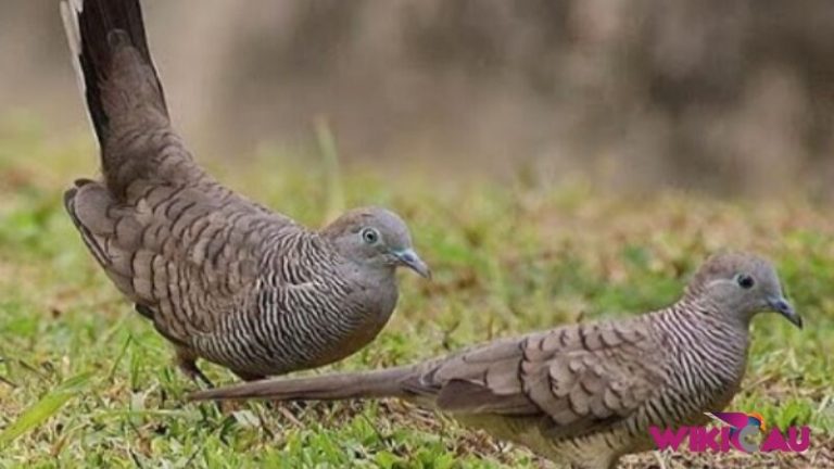 10 Jenis Perkutut Lokal Terbaik untuk Dipelihara di Rumah