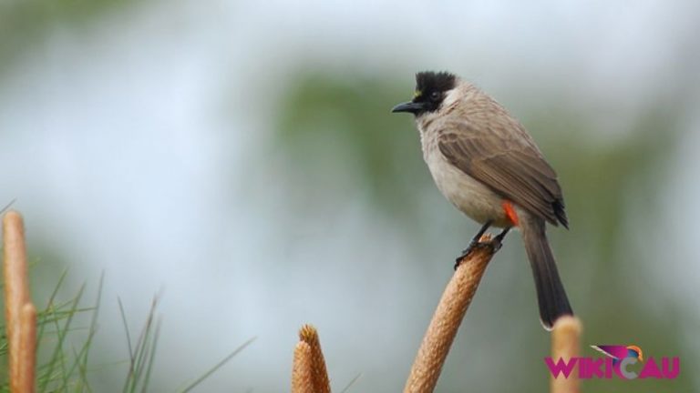 6 Jenis Burung Kutilang yang Bagus Untuk Kamu Pelihara - Wikicau