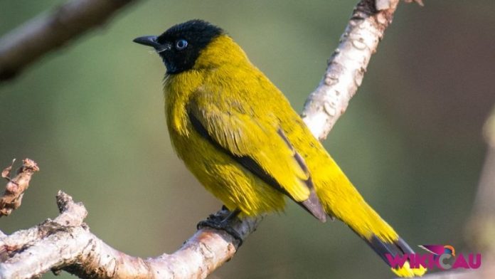 6 Jenis Burung Kutilang yang Bagus Untuk Kamu Pelihara - Wikicau